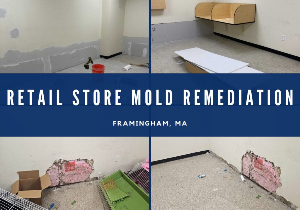 Professional Mold Remediation Services